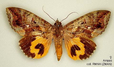 Papua Insects Foundation (Lepidoptera/Erebidae (Calpinae, Ophiderini ...